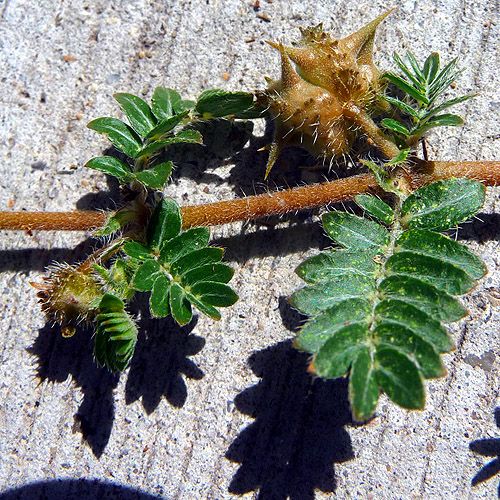 Become a Weed Warrior – Jordan River Commission