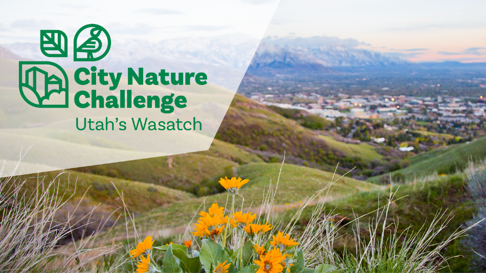 2026 City Nature Challenge – Jordan River Commission