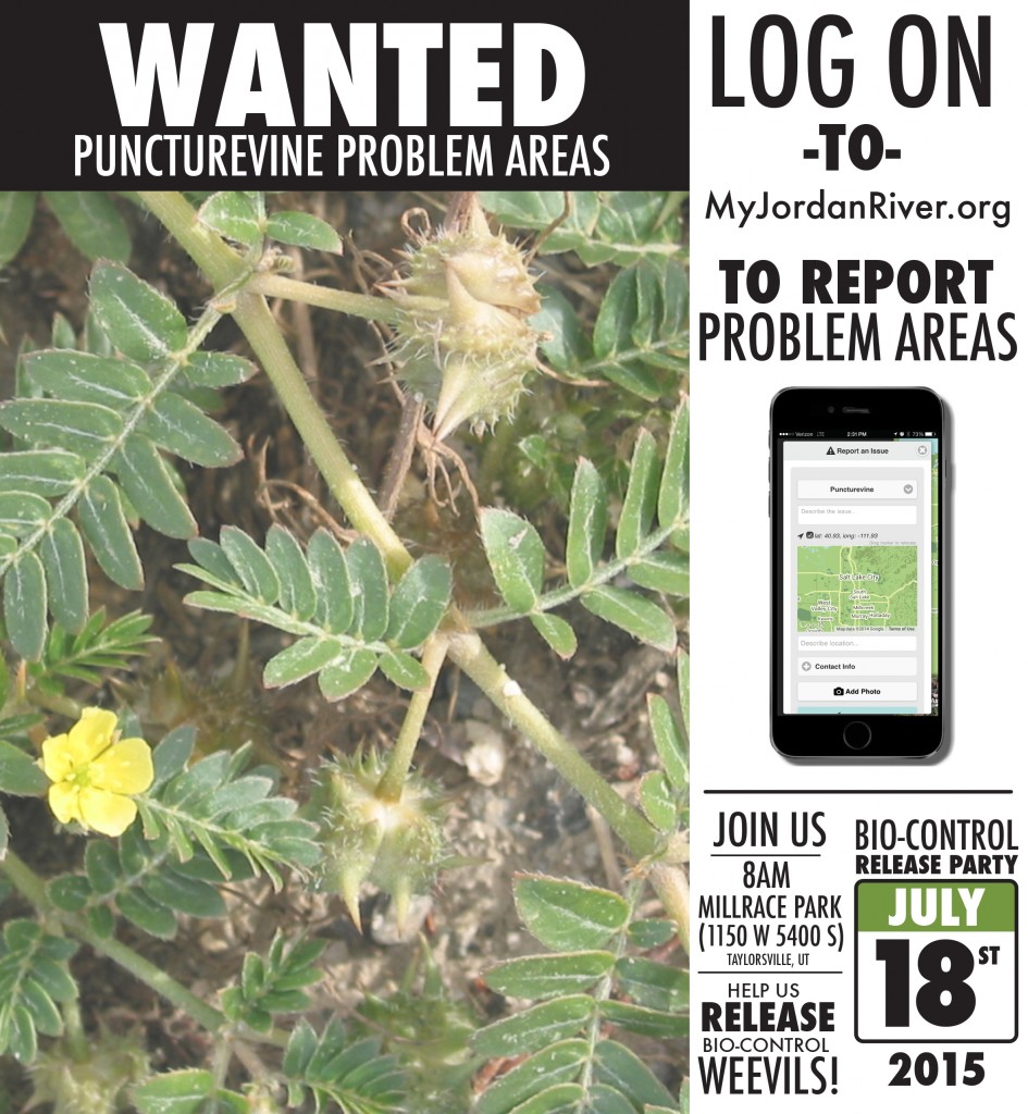Puncturevine Weevil Release Party – Jordan River Commission